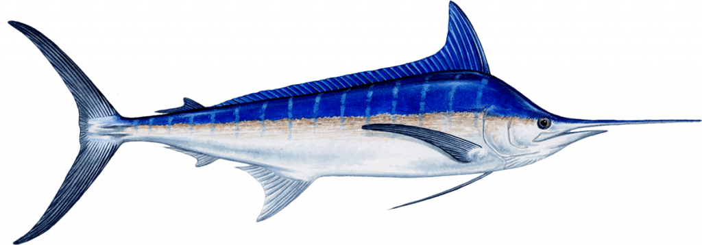 Islamorada Fishing Charters | GonFishin Charters at Bud N’ Mary’s